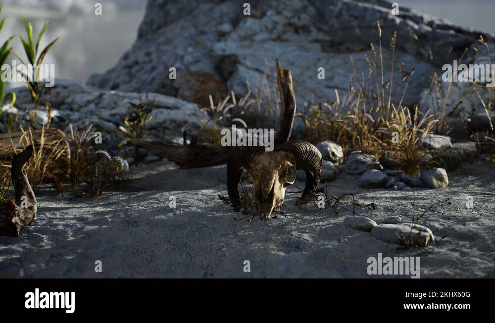 8k Skull of a dead ram in the desert Stock Video Footage - Alamy