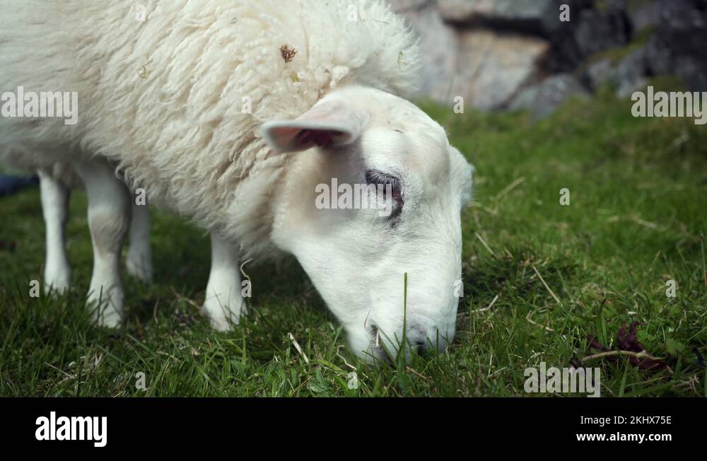 Sheep train on the coast tropical beach at the Lofoten islands in ...