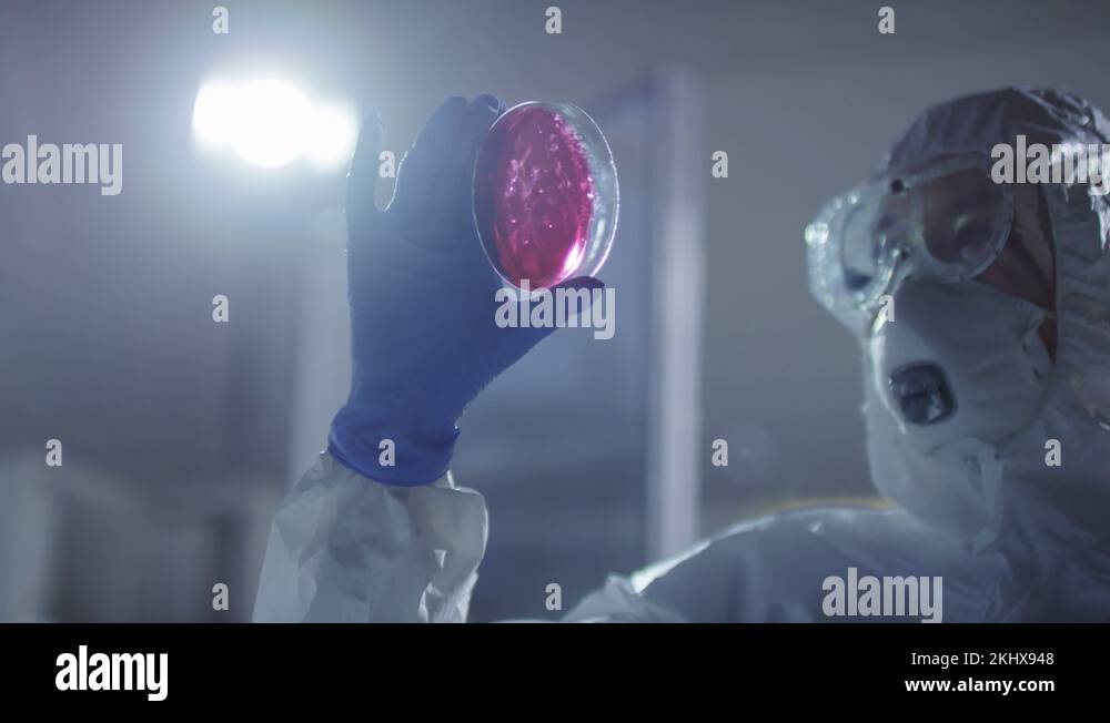 Scientist observing petri dish Stock Videos & Footage - HD and 4K Video ...