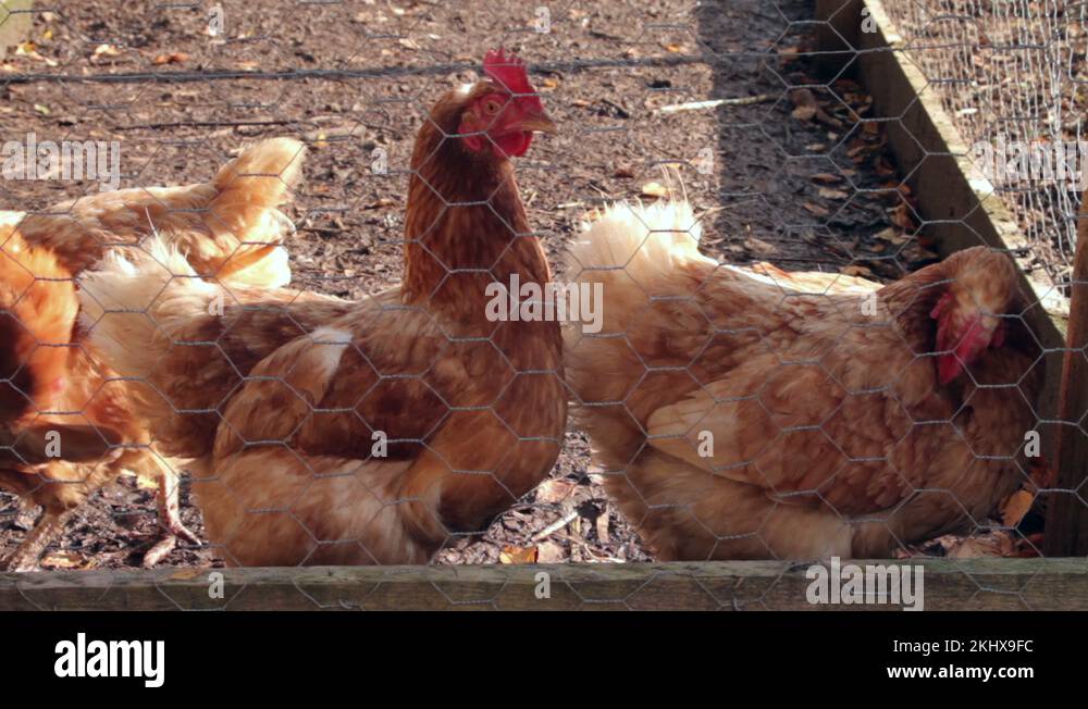 Hen coop Stock Videos & Footage - HD and 4K Video Clips - Alamy