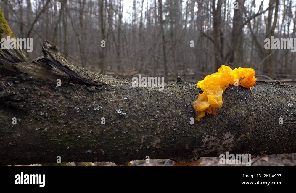 Jelly Fungus Fungi Tree Stock Videos And Footage Hd And 4k Video Clips Alamy