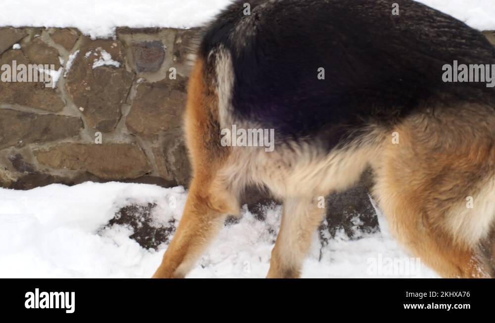 Adult dog German shepherd chasing the tail. The animal spinning and ...