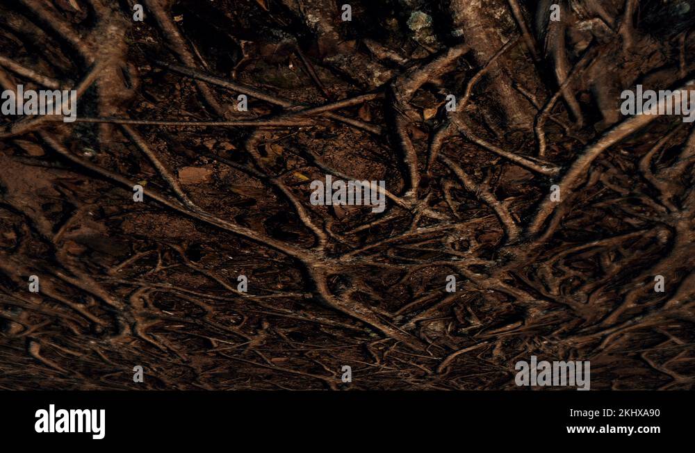 Tree root cave ceiling Stock Videos & Footage - HD and 4K Video Clips ...