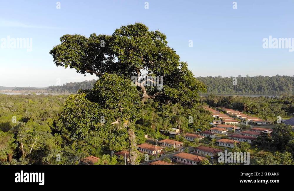 Brazil nut tree Stock Videos & Footage - HD and 4K Video Clips - Alamy