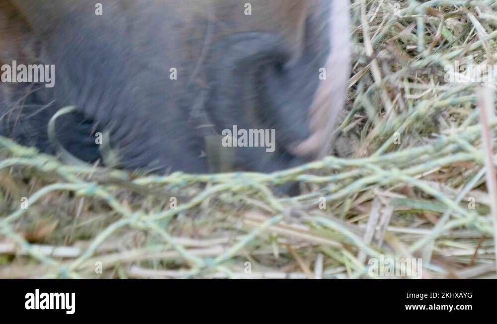 Horse closeup mouth Stock Videos & Footage - HD and 4K Video Clips - Alamy