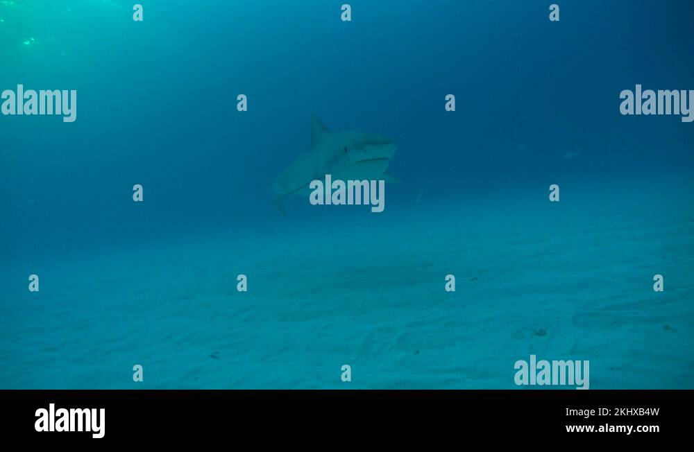 Young tiger shark Stock Videos & Footage - HD and 4K Video Clips - Alamy