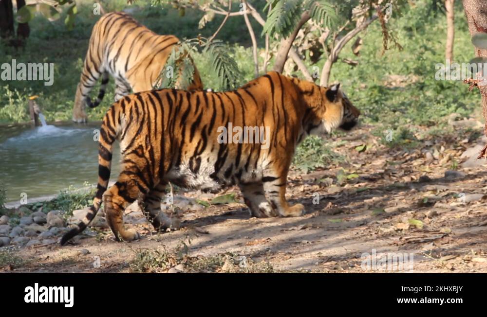 Animal animals mammal mammals carnivore carnivores beast Stock Videos ...