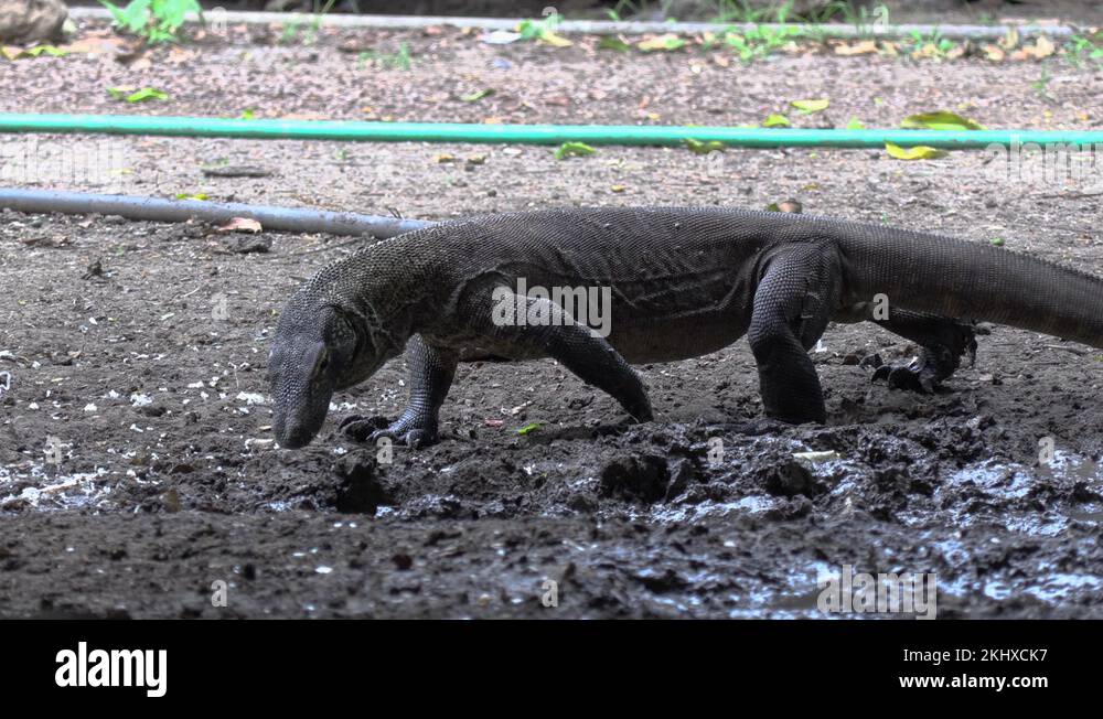 MS Komodo dragon (Varanus komodoensis) walking and feeding, Komodo ...