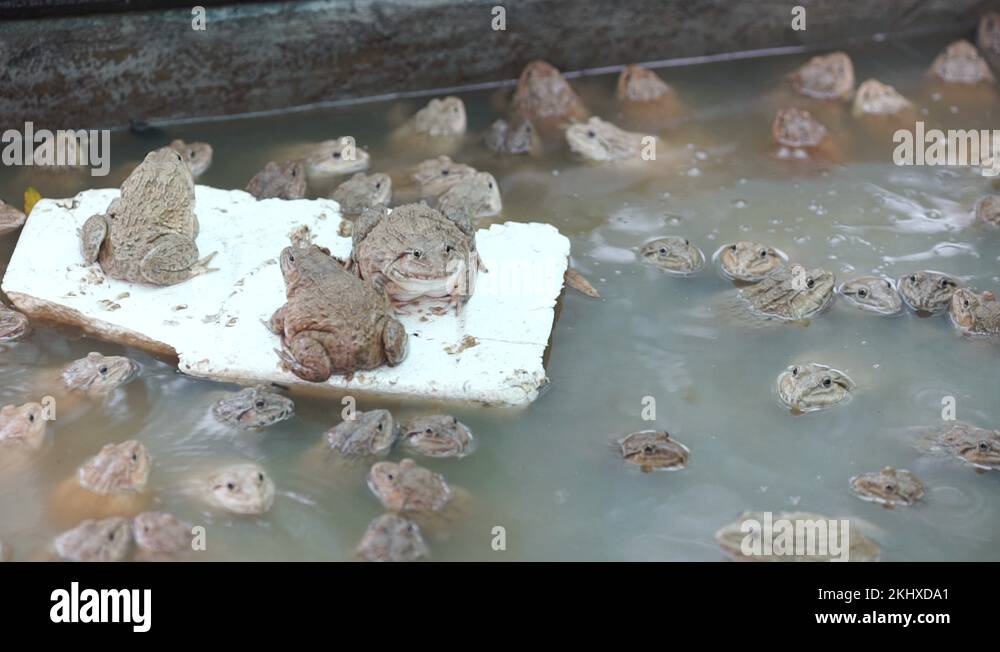 Building frog Stock Videos & Footage - HD and 4K Video Clips - Alamy