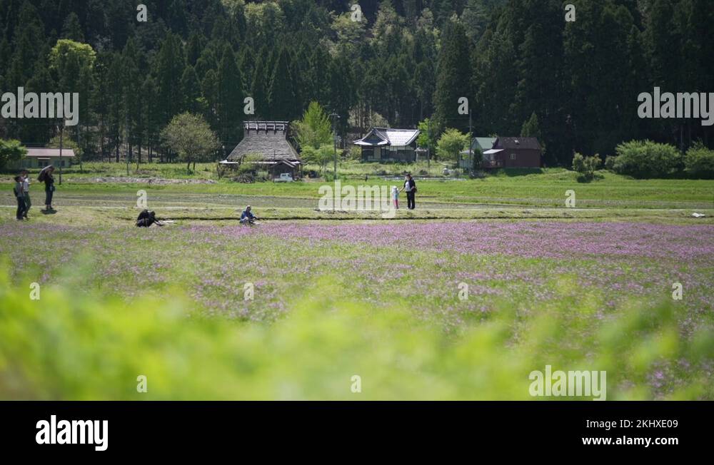 Greenfield in the old Japanese village in Kyoto, Japan - static shot ...