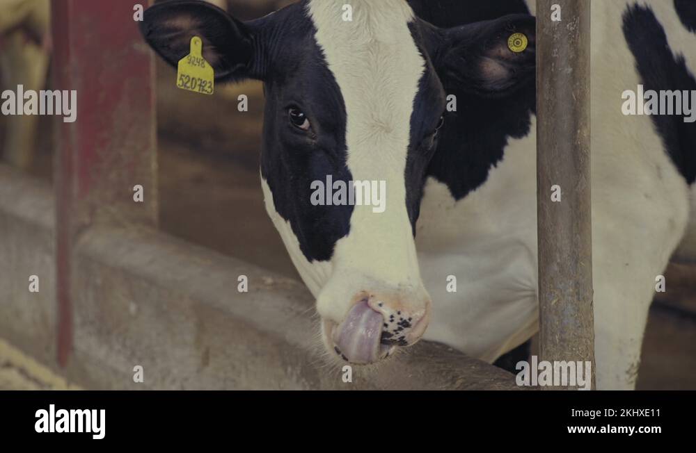 Close Up of a Cow at the Animal Farm at Dairy Food Manufacture Factory ...