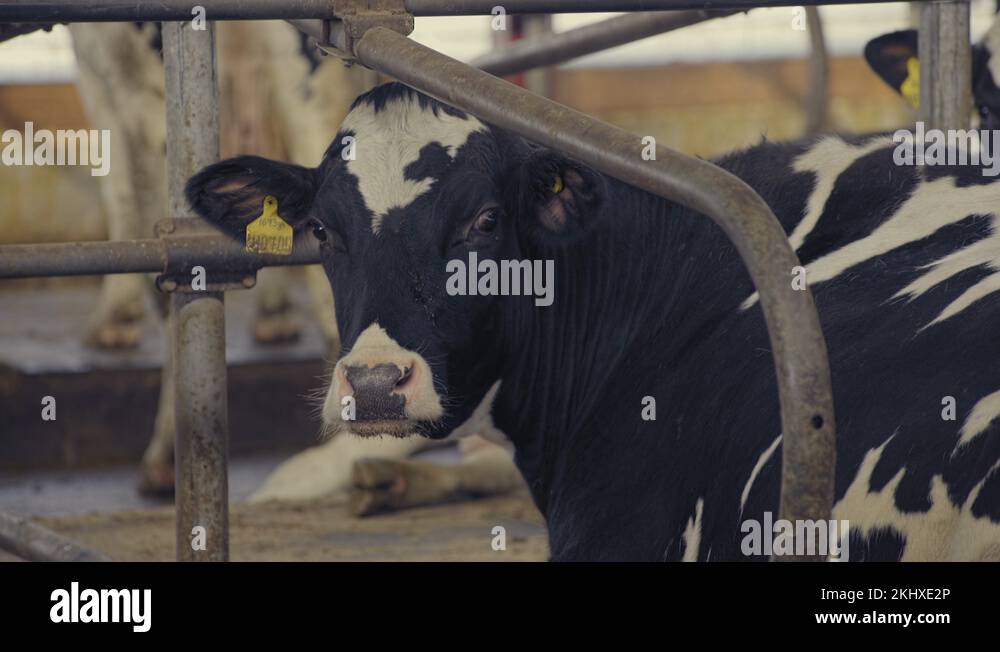 Animal milk production cow Stock Videos & Footage - HD and 4K Video ...