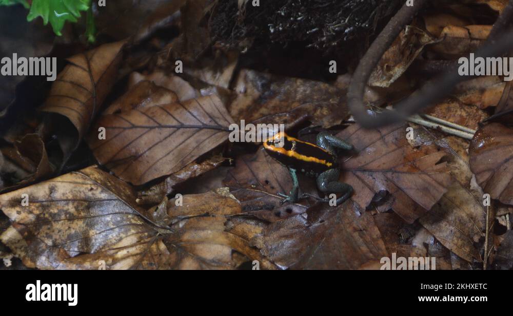 Reticulated poison frog know as Yellow Dart Frog Dendrobates ...
