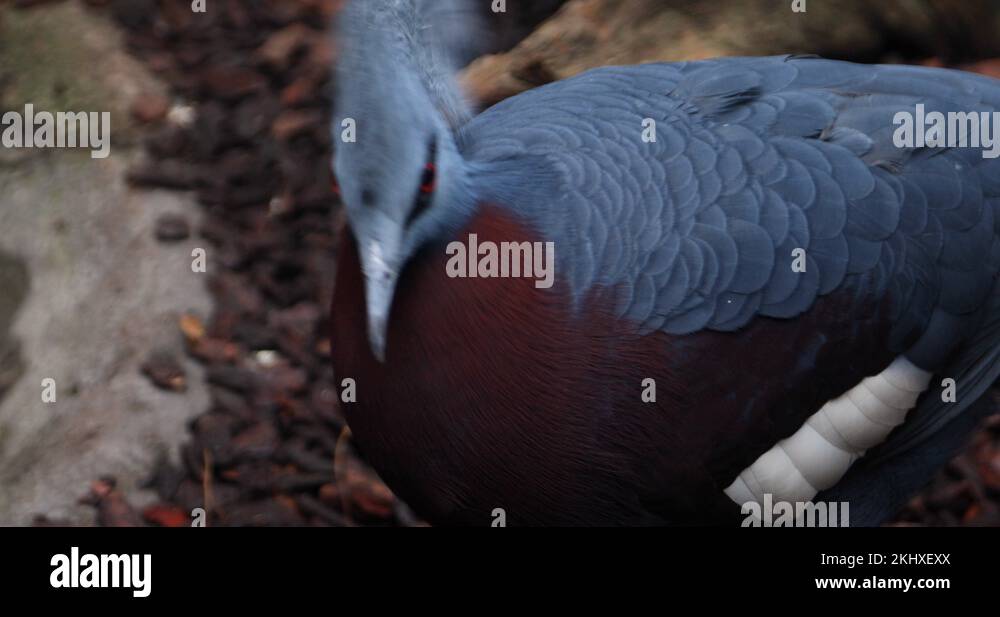 Southern crowned pigeon goura Stock Videos & Footage - HD and 4K Video ...