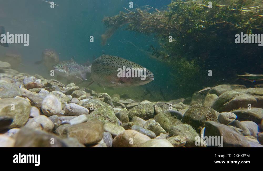 Underwater footage of freshwater fish shoaling in alpine river Stock ...