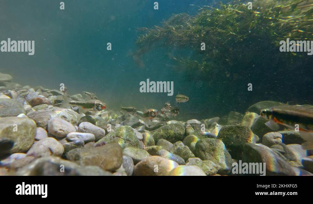 Eurasian common minnow (Phoxinus phoxinus) in fresh water stream Stock ...