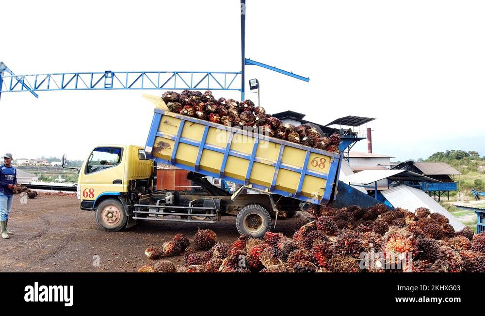 Oil palm transport Stock Videos & Footage - HD and 4K Video Clips - Alamy
