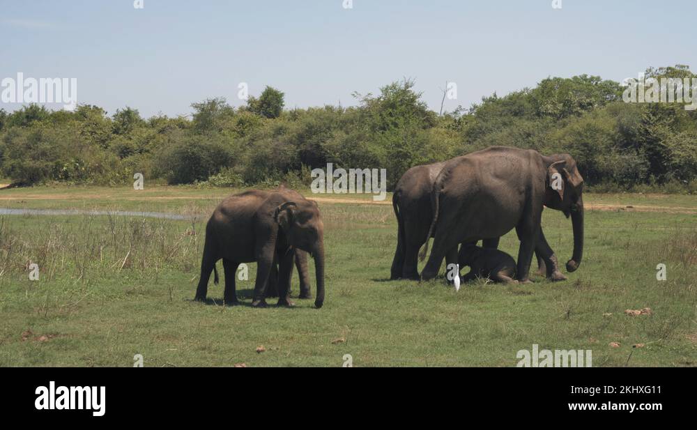 Close up of elephant family with a newborn baby elephant in a National ...
