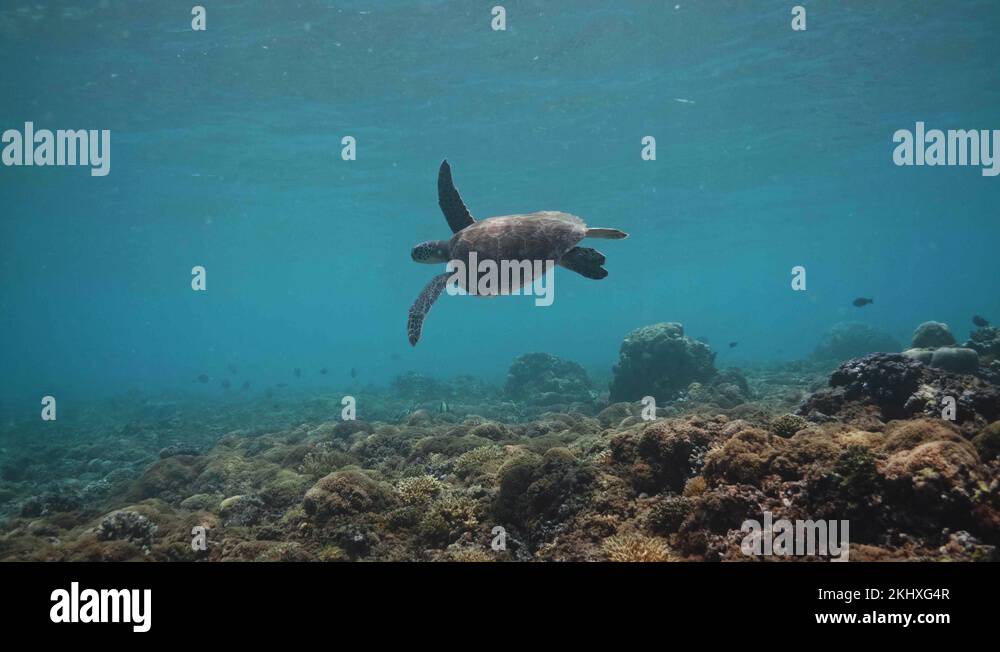 Swimming with Hawksbill Sea Turtle (Eretmochelys imbricata), underwater ...