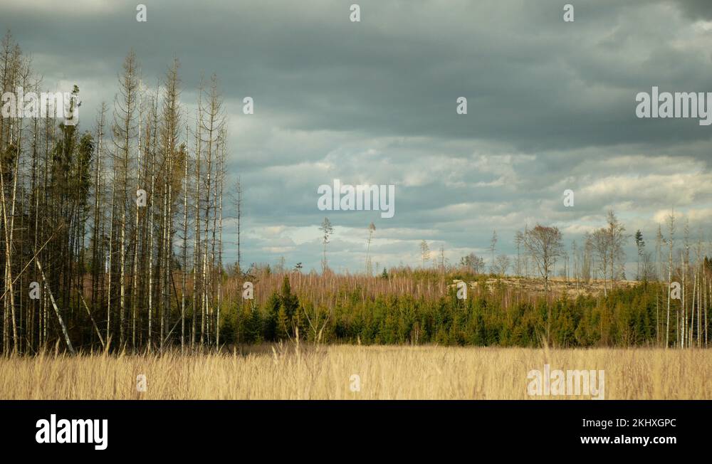 Calamity spruce bast bark wood beetle pest Ips typographus infestation ...