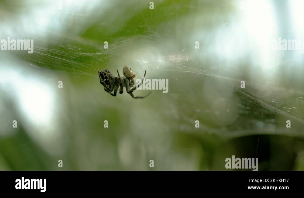 Spider's web. Spider spinning a web between branches of tree. Spain. 4K ...