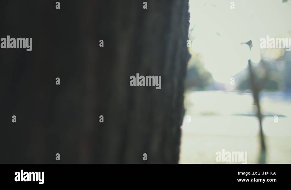 Hide behind tree Stock Videos & Footage - HD and 4K Video Clips - Alamy