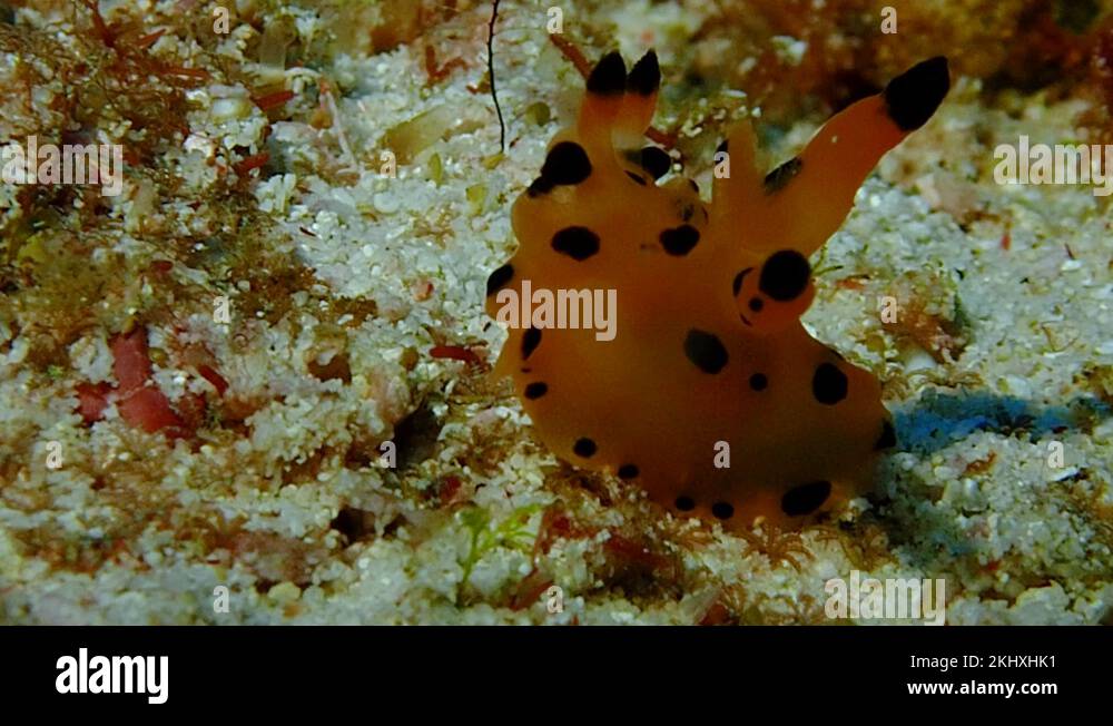 A pikachu nudibranch the size of a fingernail. a sea slug that looks ...
