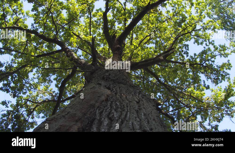 Mature oak tree Stock Videos & Footage - HD and 4K Video Clips - Alamy