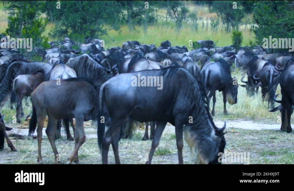 CLOSE UP: Spectacular great annual wildebeest and zebra migration in ...