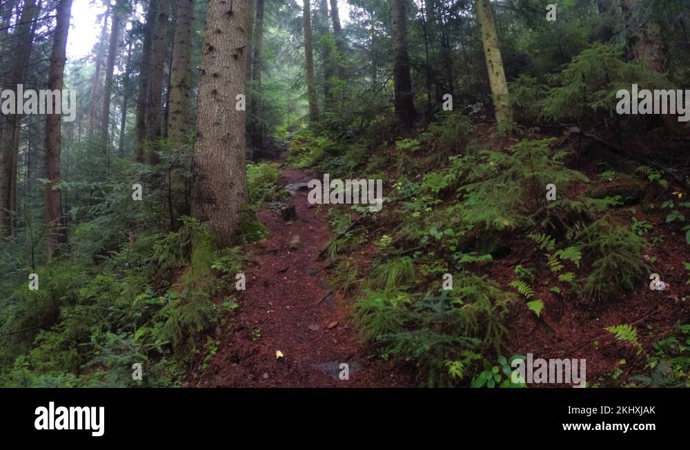 Trees tower over the path Stock Videos & Footage - HD and 4K Video ...