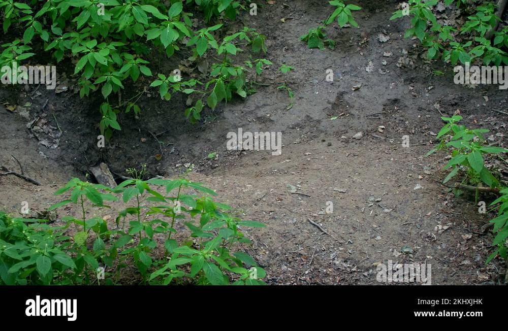 European badger (Meles meles) at the burrow den sett Stock Video ...