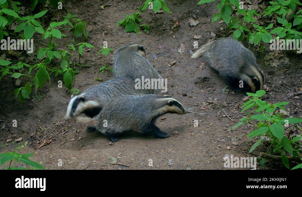 European badger (Meles meles) family at the burrow den sett Stock Video ...