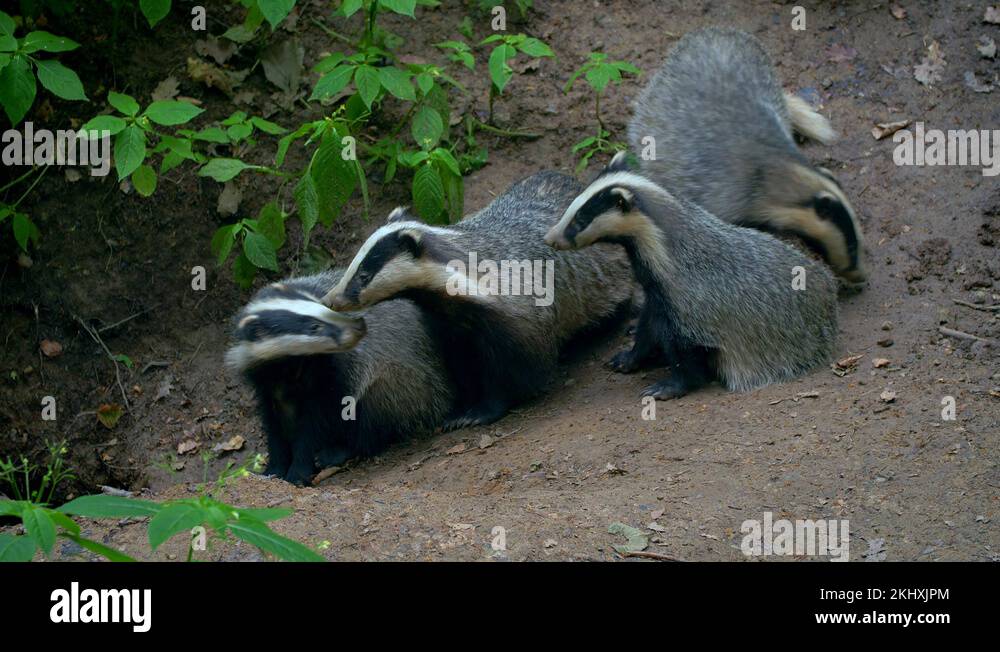 Eurasian meles meles Stock Videos & Footage - HD and 4K Video Clips - Alamy