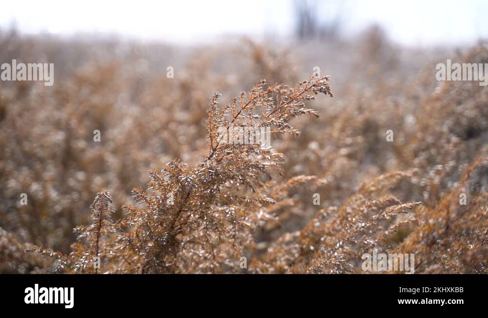 Branches of a small bush blowing in the wind at point pelee national ...