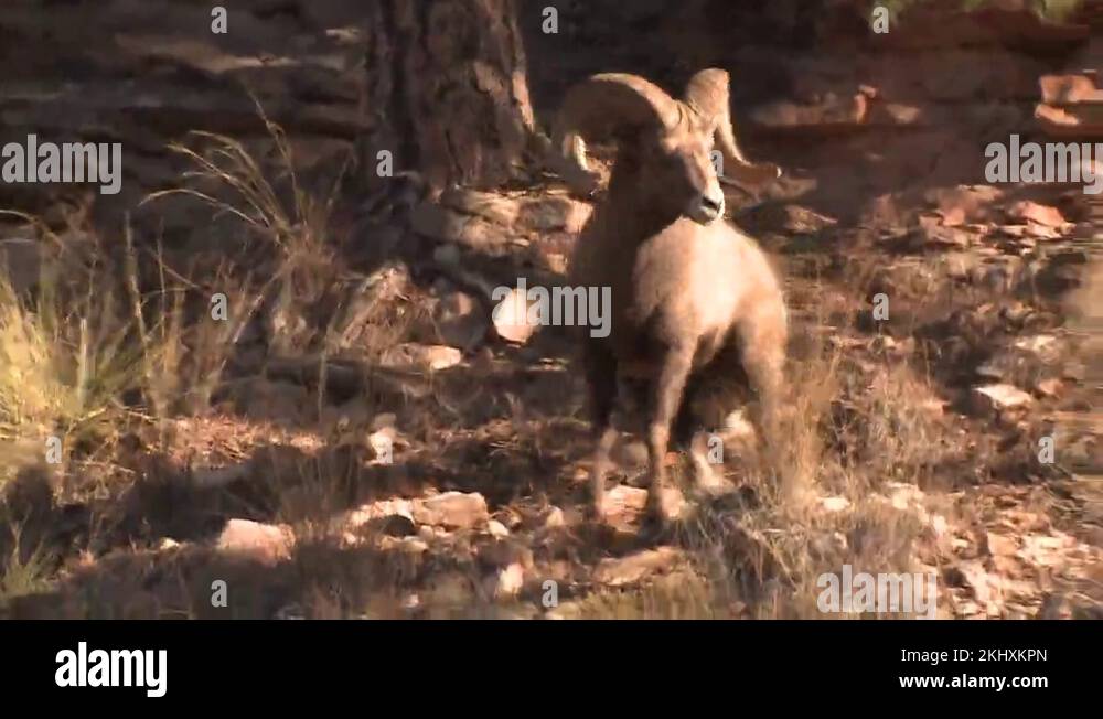 Trophy sheep Stock Videos & Footage - HD and 4K Video Clips - Alamy