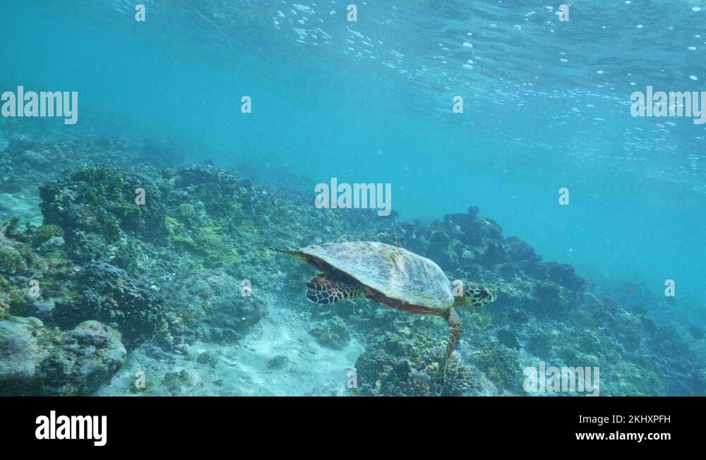 Hawksbill Sea Turtle (Eretmochelys imbricata) under ocean wave ...