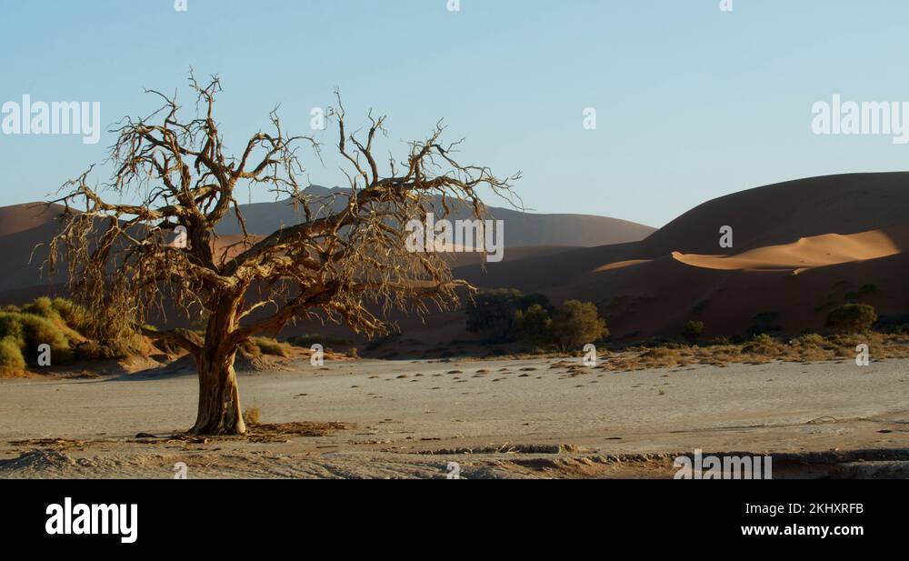 Dry tree on sand in desert Stock Videos & Footage - HD and 4K Video ...