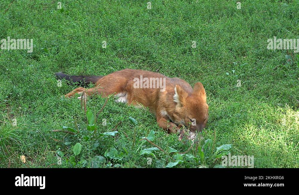 Dhole asia Stock Videos & Footage - HD and 4K Video Clips - Alamy