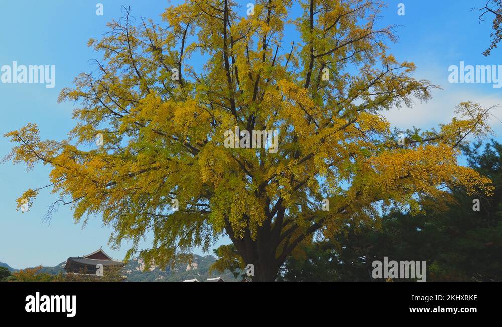 Ginkgo tree in Gyeongbokgung Palace, autumn fall foliage in Seoul ...