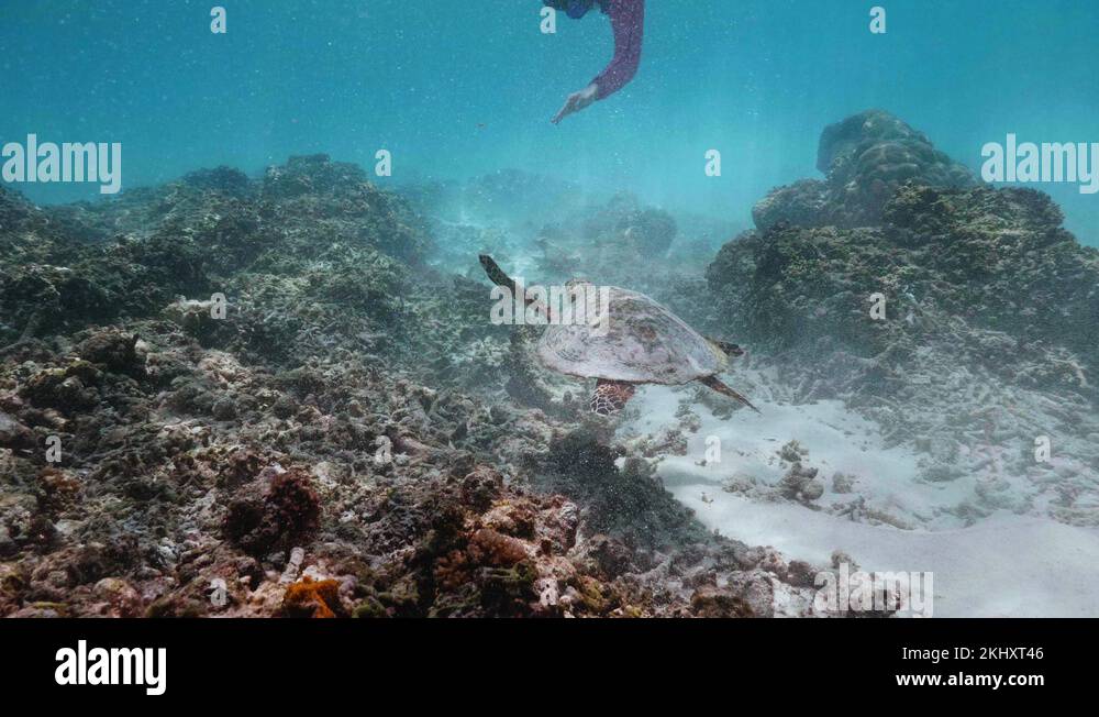Swimming with Hawksbill Sea Turtle (Eretmochelys imbricata), underwater ...