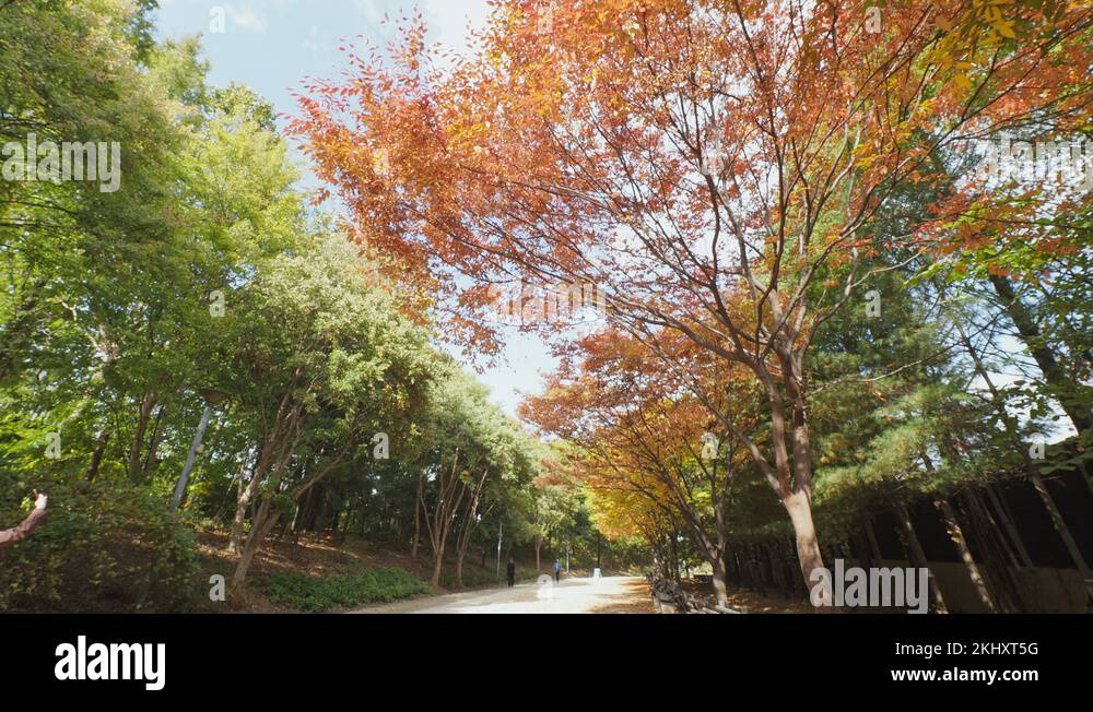 Colorful Fall foliage trees in the Seoul Forest Park, Autumn in South ...