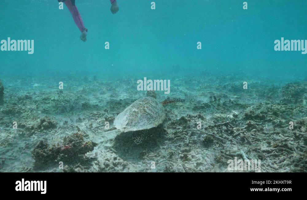 Swimming with Hawksbill Sea Turtle (Eretmochelys imbricata), underwater ...