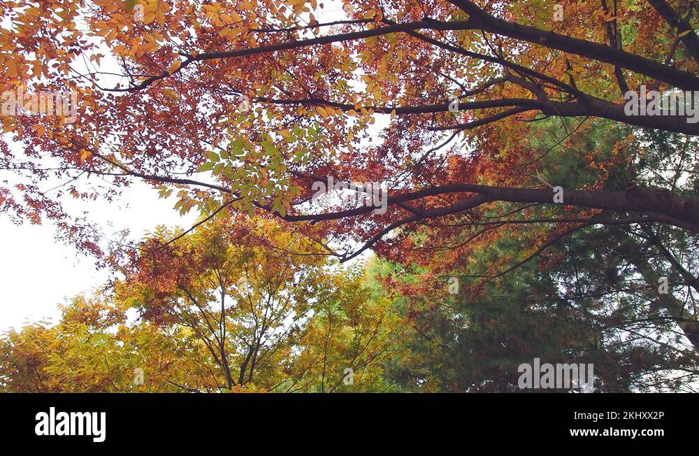 Colorful Fall foliage trees in the Seoul Forest Park, Autumn in South ...