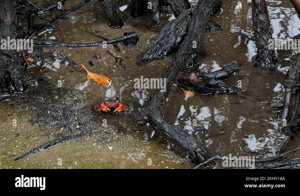 Red mangroves roots Stock Videos & Footage - HD and 4K Video Clips - Alamy