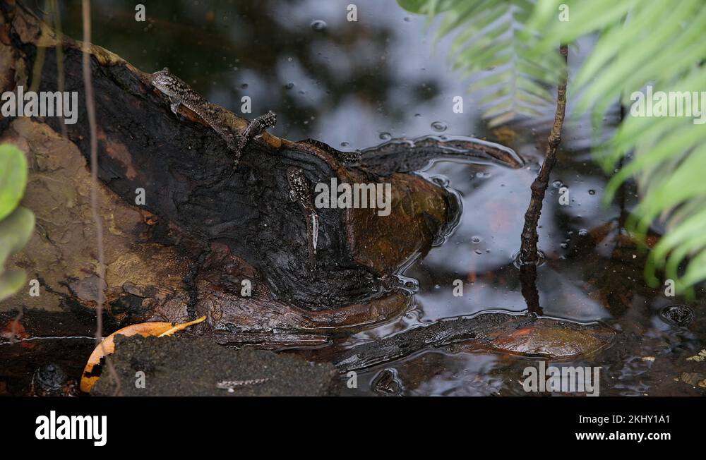 Mudskipper tree Stock Videos & Footage - HD and 4K Video Clips - Alamy
