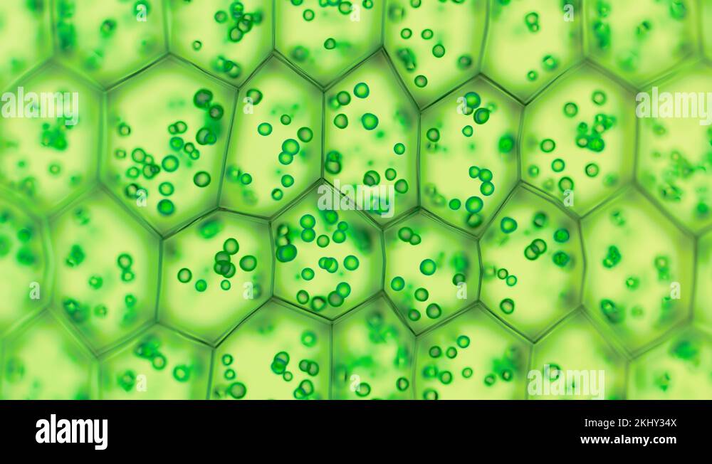 Generic green plant cells under a microscope. Seamless looping ...