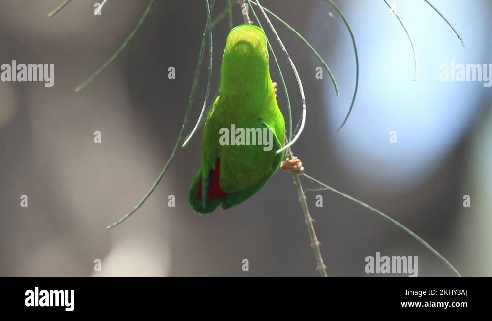 Hanging parrot Stock Videos & Footage - HD and 4K Video Clips - Alamy