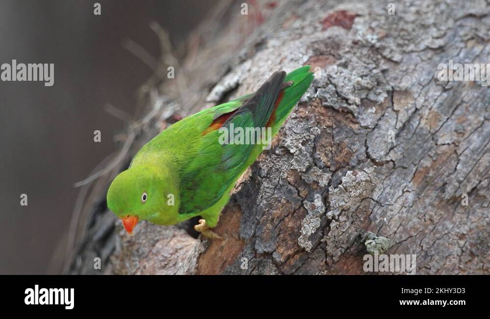 Parrot nest tree Stock Videos & Footage - HD and 4K Video Clips - Alamy
