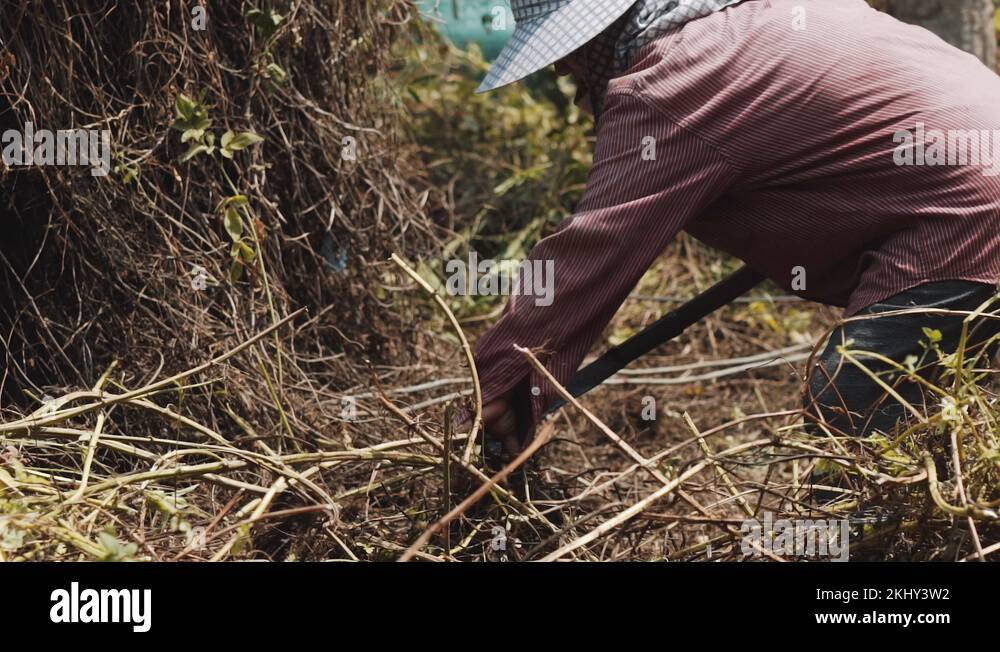 Poverty grass Stock Videos & Footage - HD and 4K Video Clips - Alamy