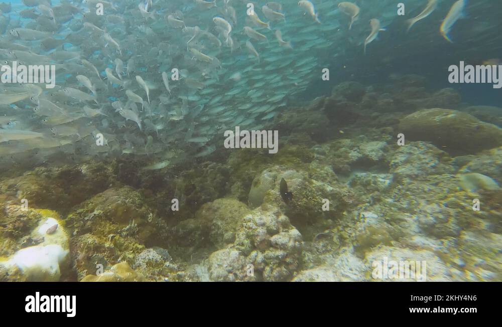 Beautiful living creatures Stock Videos & Footage - HD and 4K Video ...